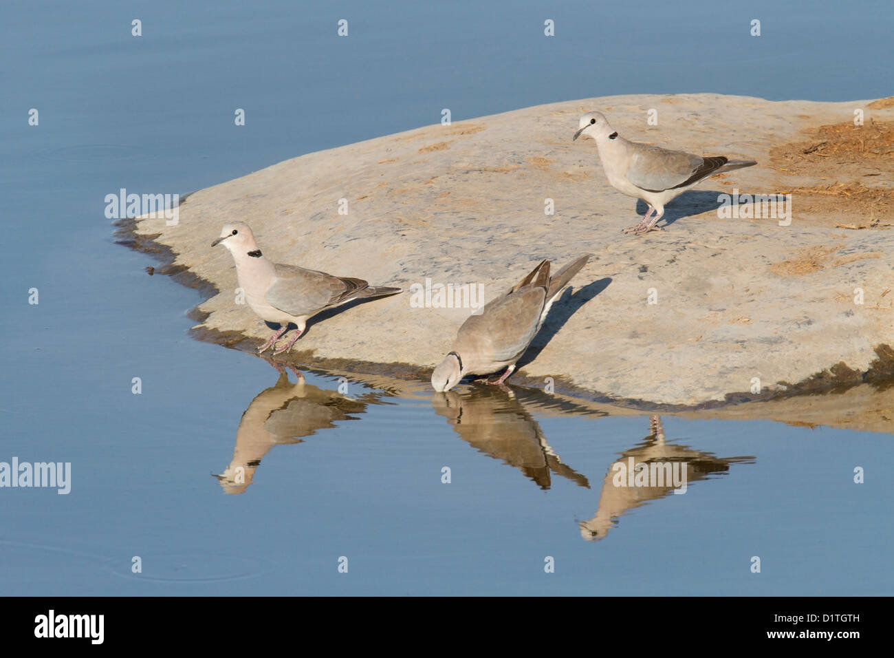 Turtle doves hi-res stock photography and images - Alamy