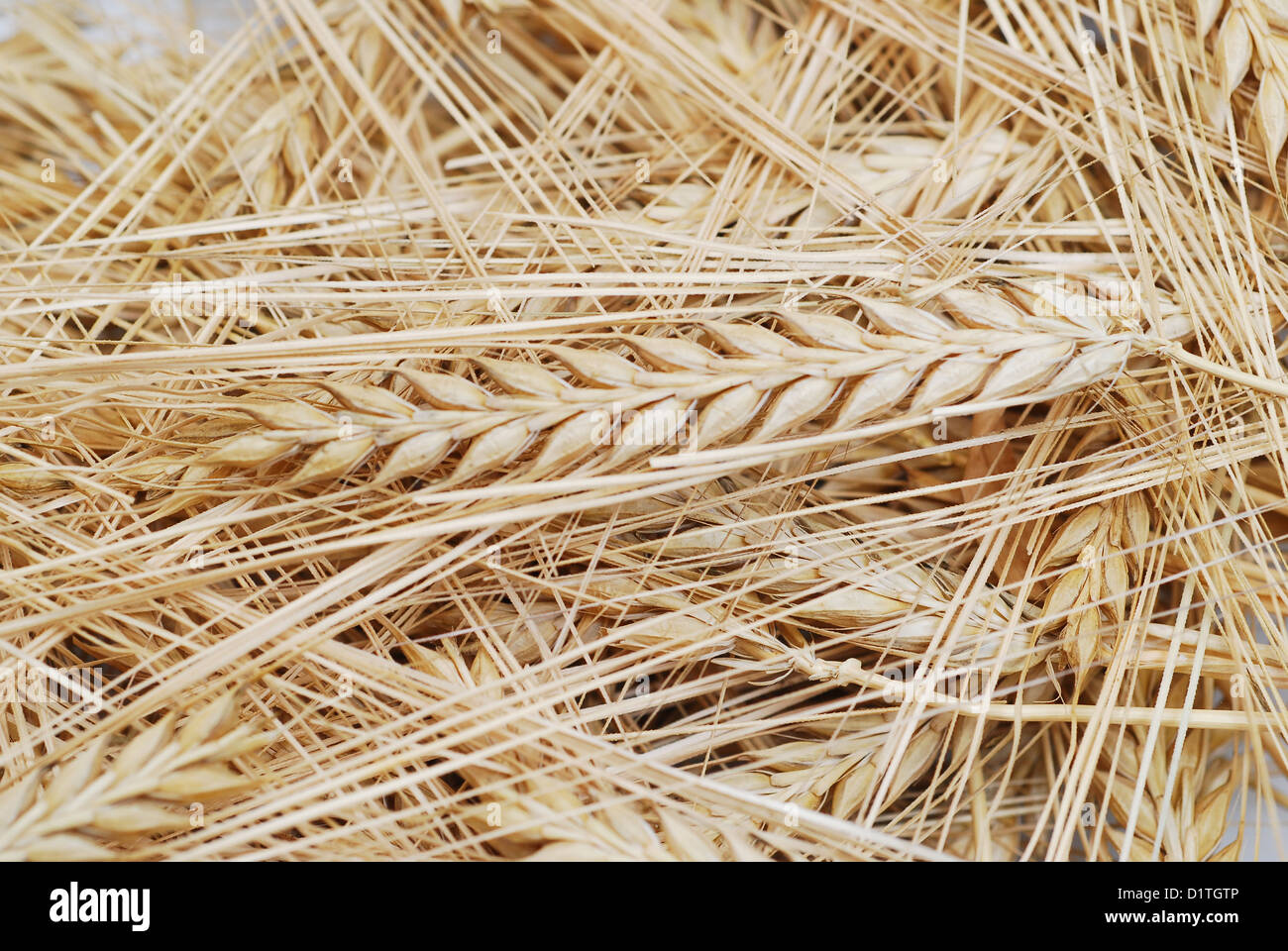 Wheat Husk Stock Photos & Wheat Husk Stock Images - Alamy