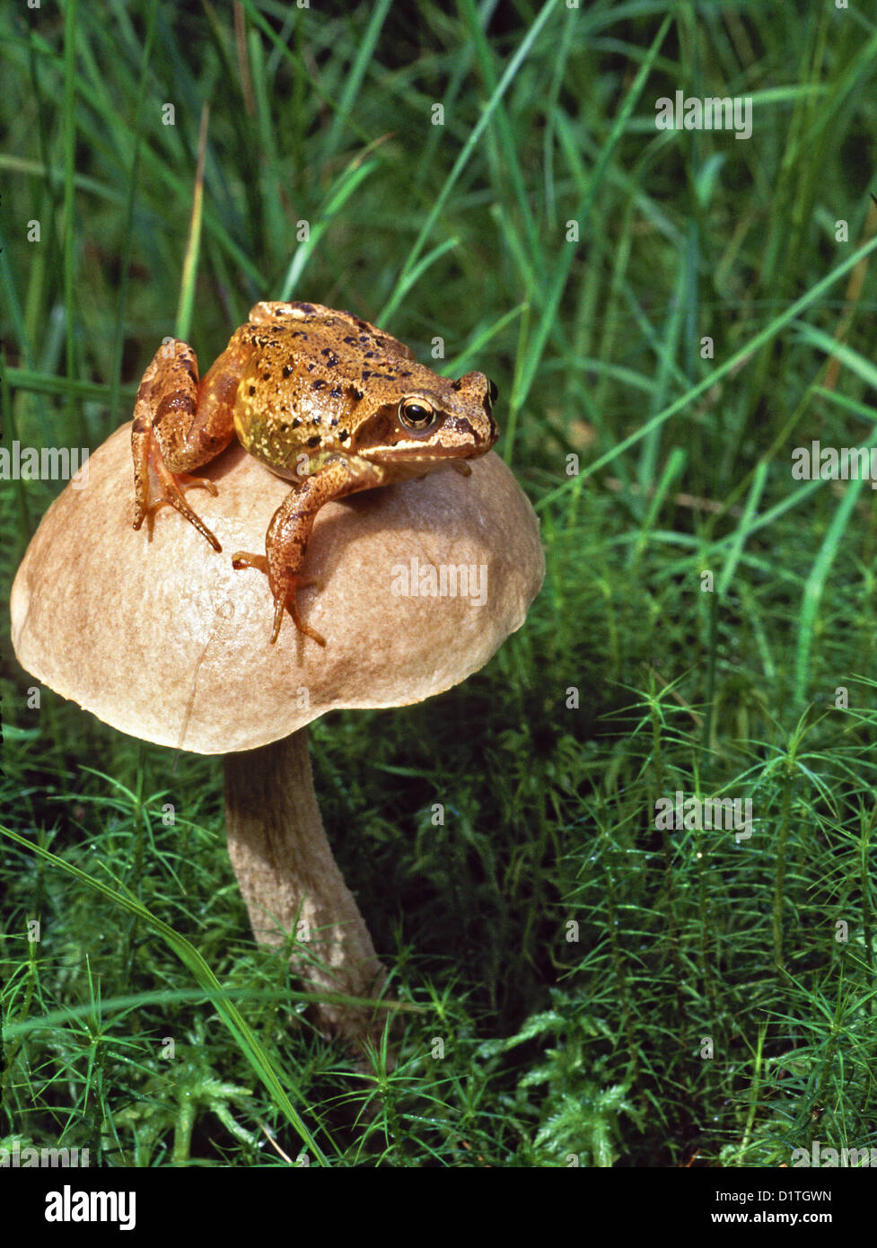 Toadstool frog hi-res stock photography and images - Alamy