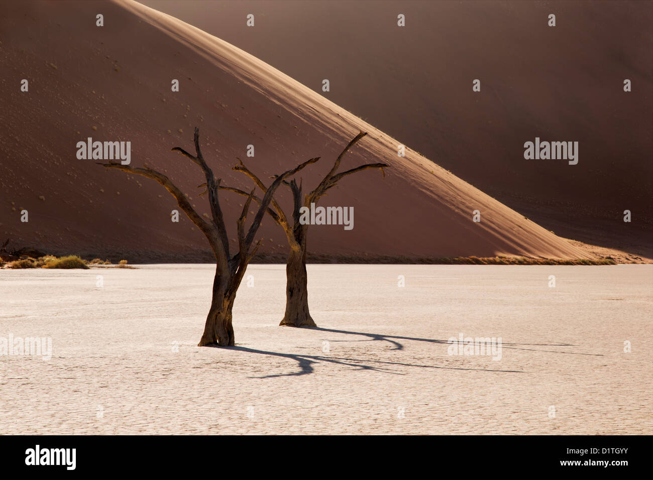 Two dead trees in Deadvlei in the NamibNaukluft National Park of ...