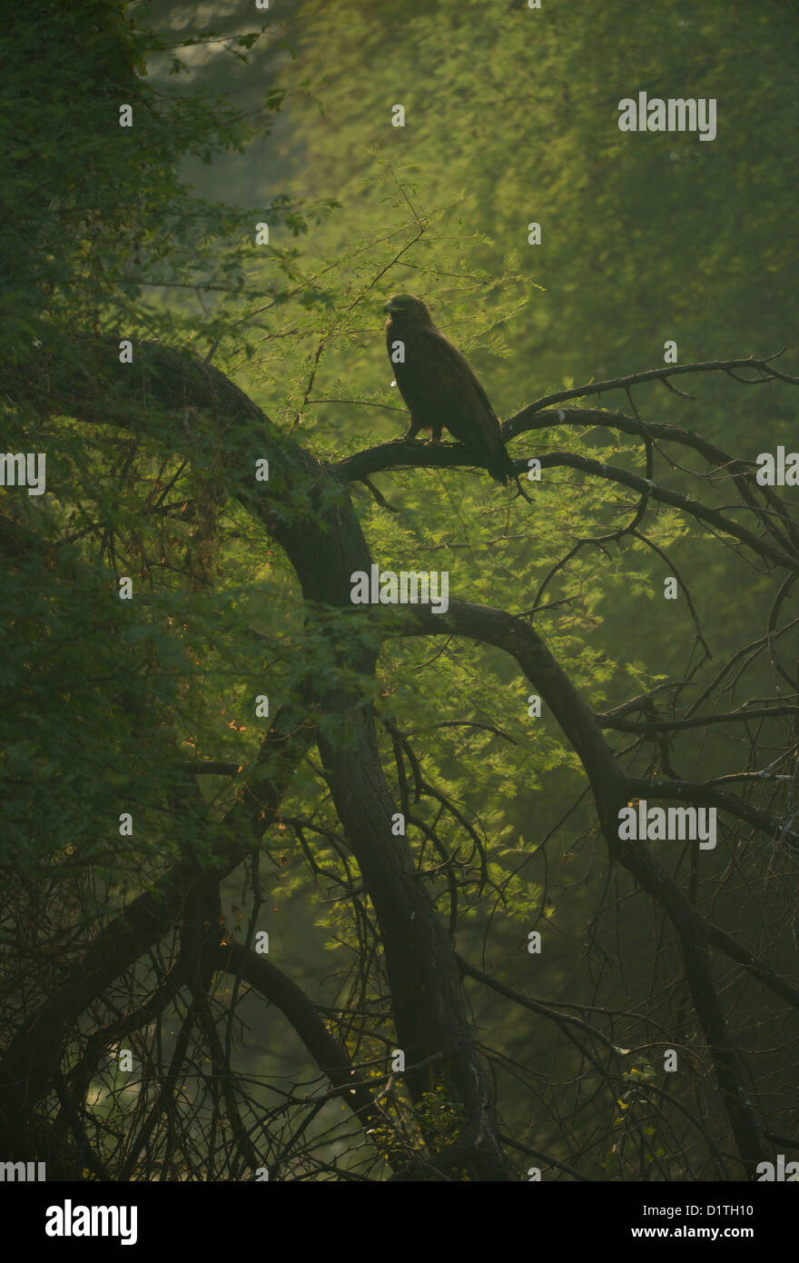 Tree bird backlit hi-res stock photography and images - Alamy
