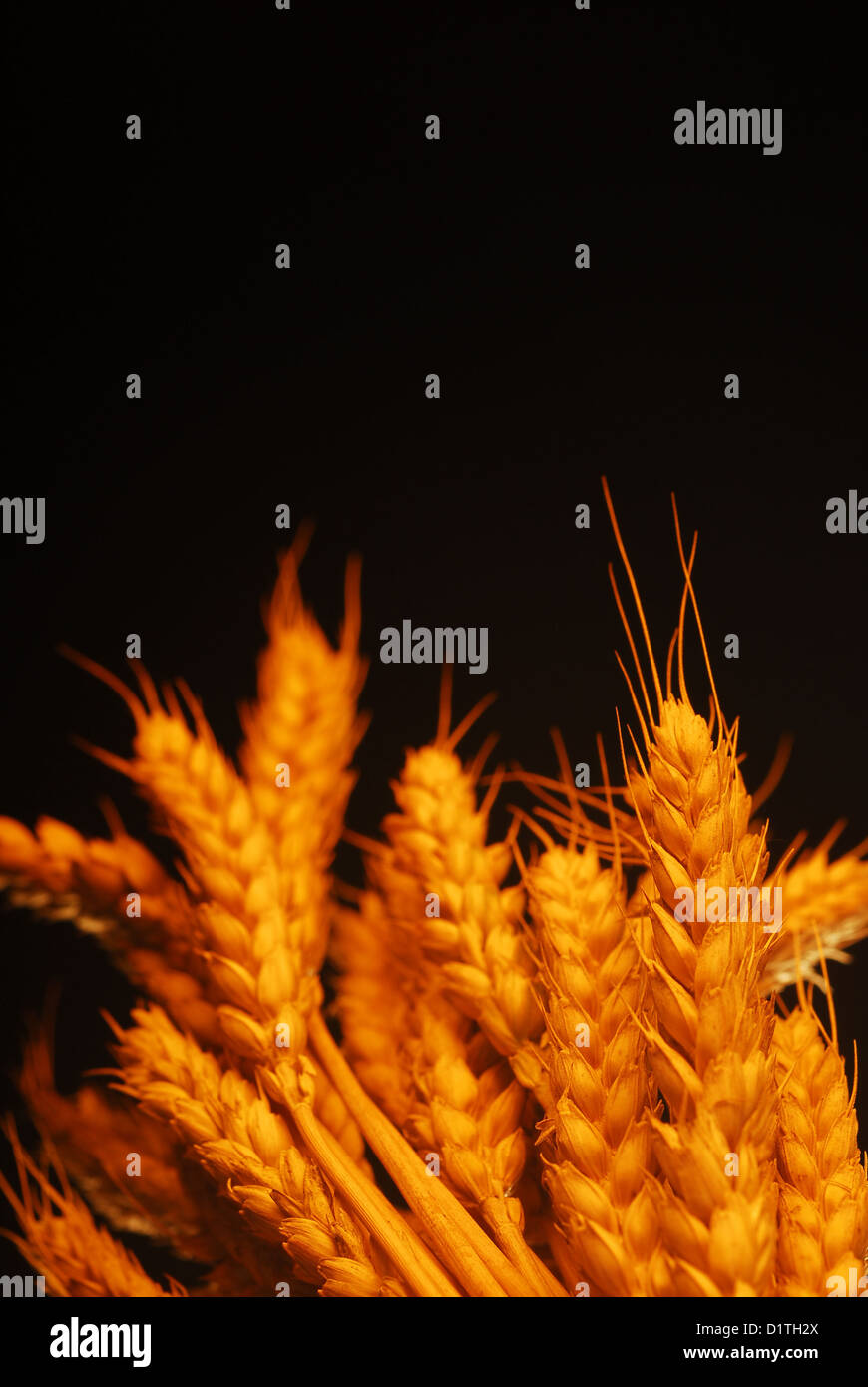 Warm sunshine wheat over black background Stock Photo - Alamy