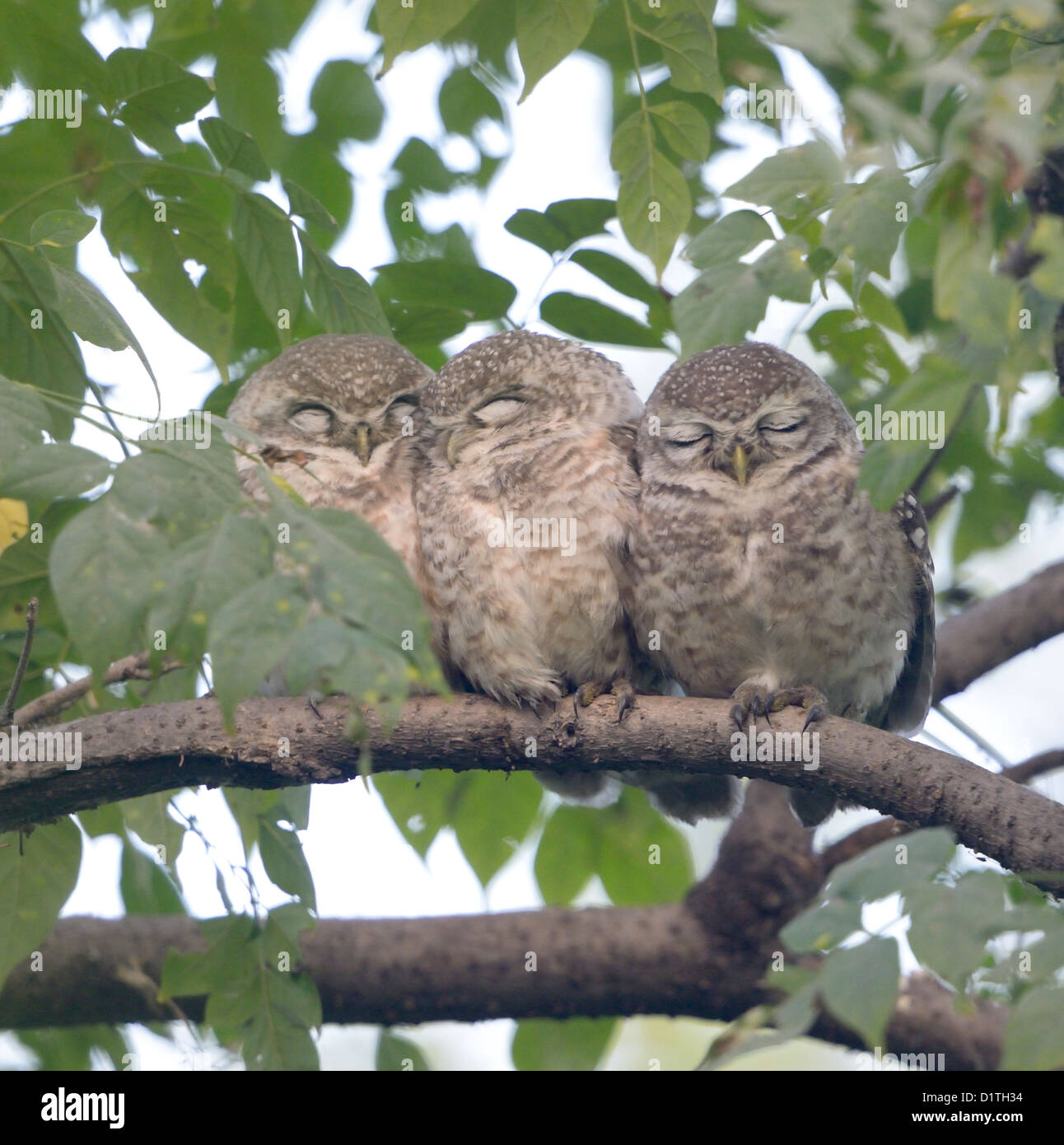 Three owls on a tree Stock Photo - Alamy