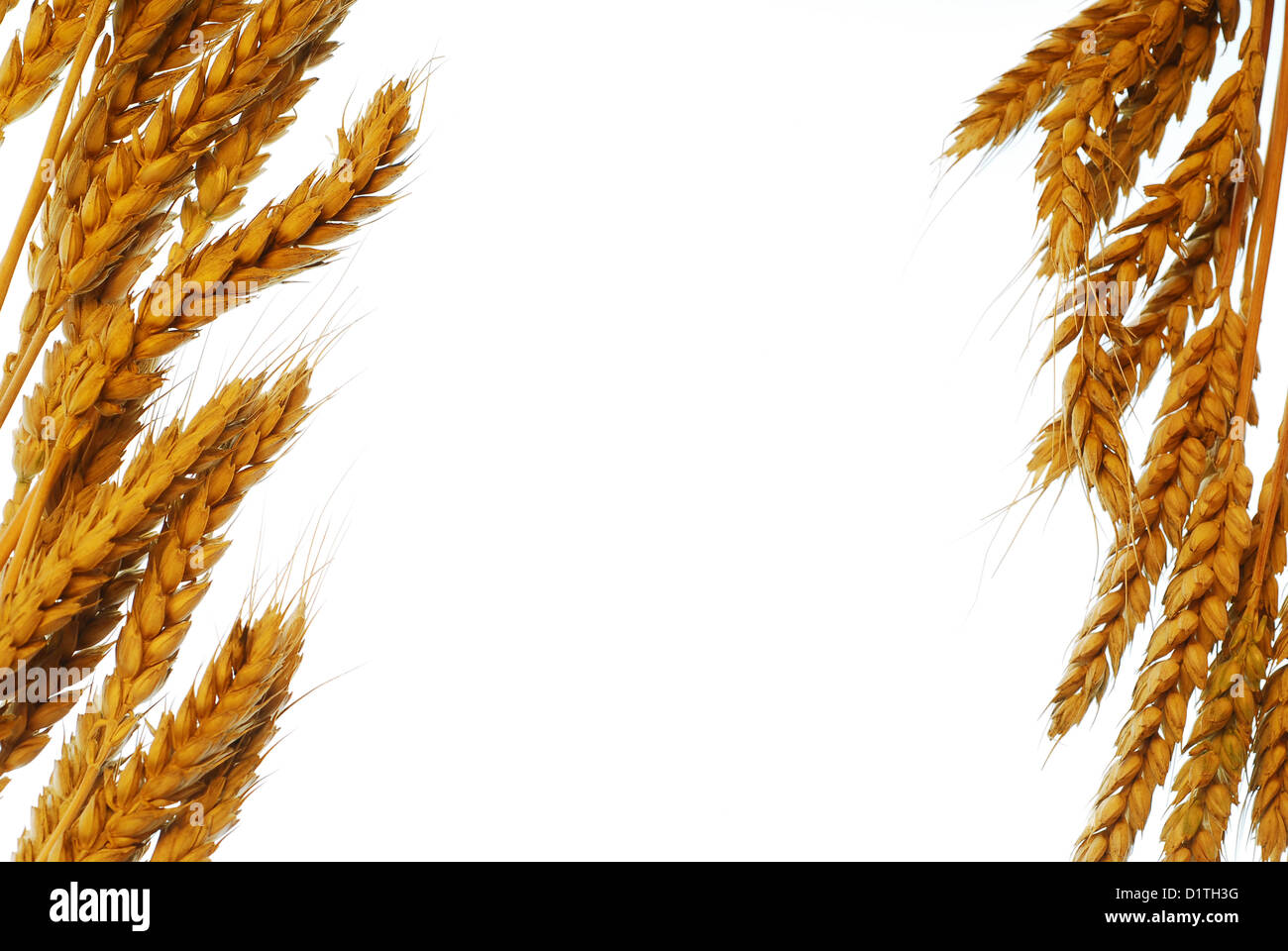Wheat frame isolated on white background stock photo Stock Photo - Alamy