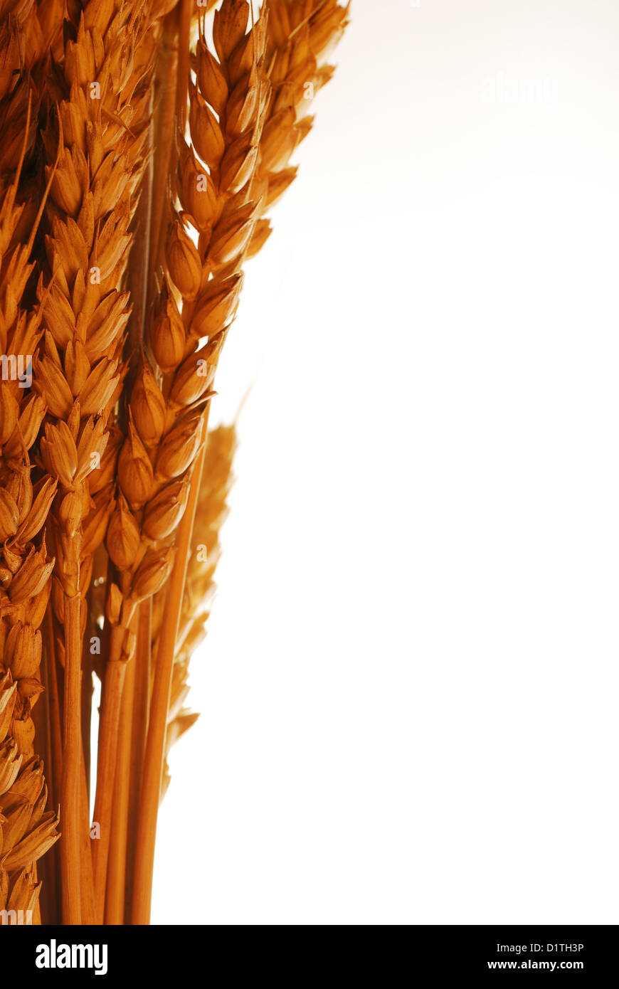 Wheat with warm colors isolated on white stock photo Stock Photo - Alamy