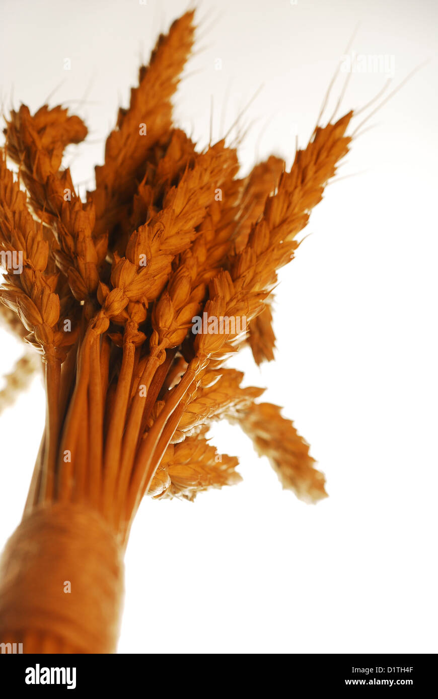 Wheat with warm colors isolated on white stock photo Stock Photo - Alamy