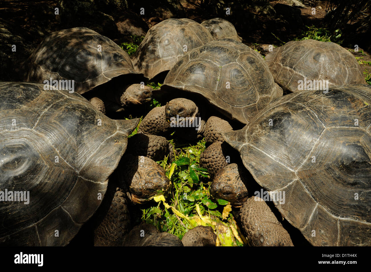 giant toirtoise turtles eating Stock Photo - Alamy