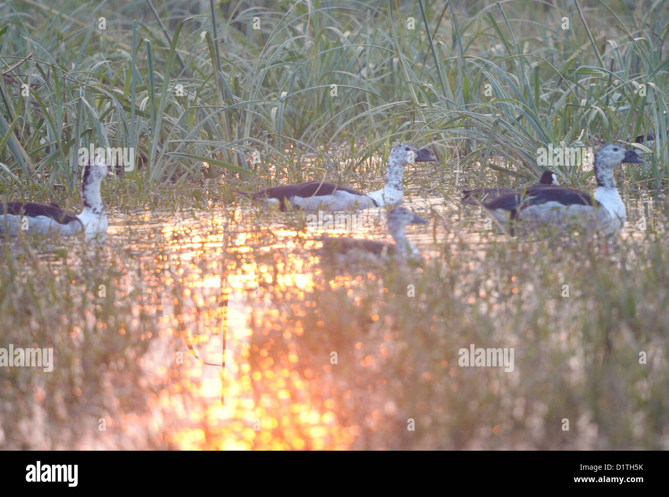Ducks in the marsh with sun reflection Stock Photo - Alamy
