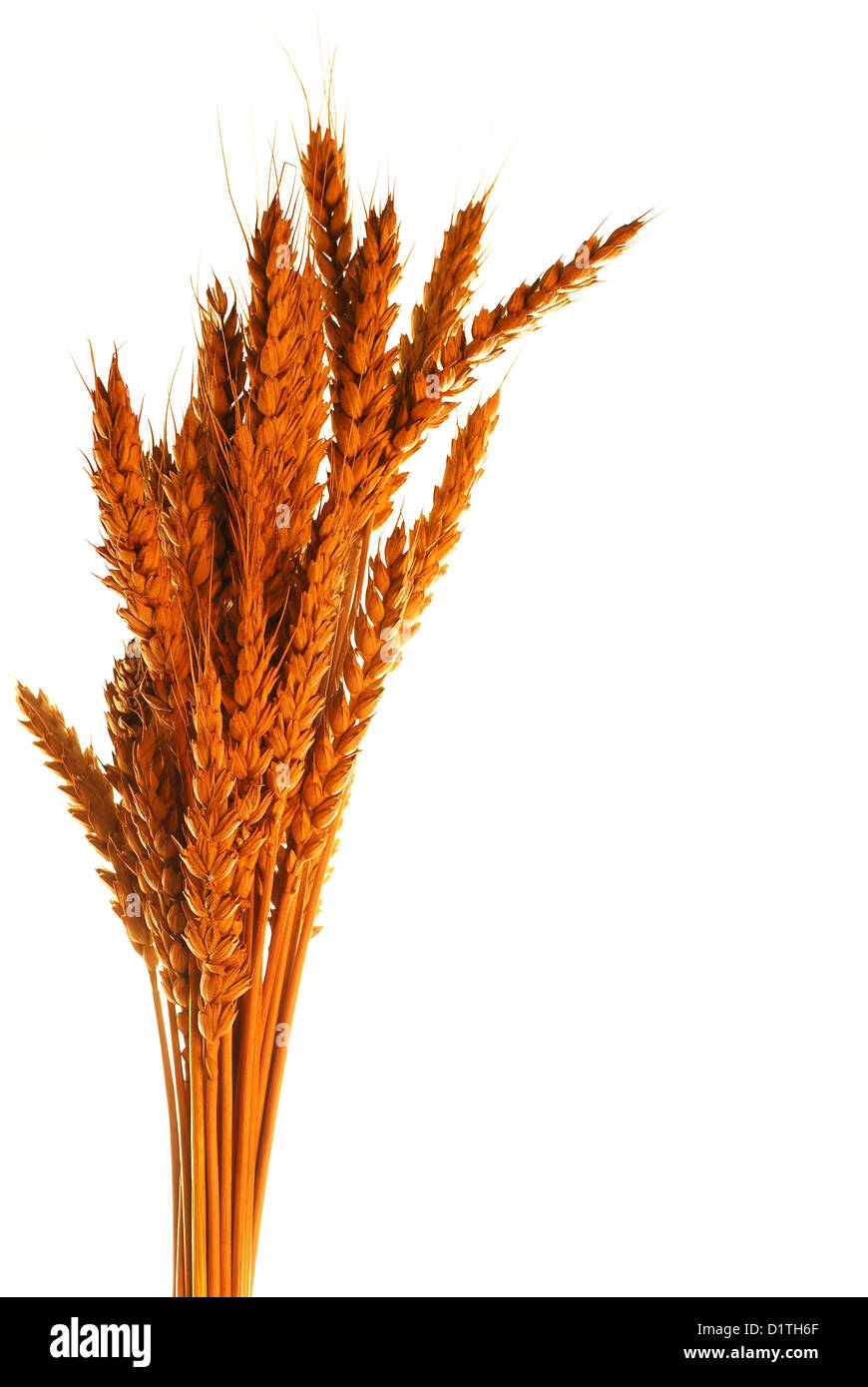 Wheat with warm colors isolated on white stock photo Stock Photo - Alamy