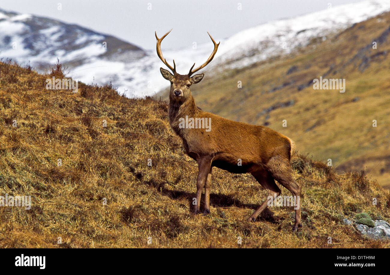 Red Stag Scotland
