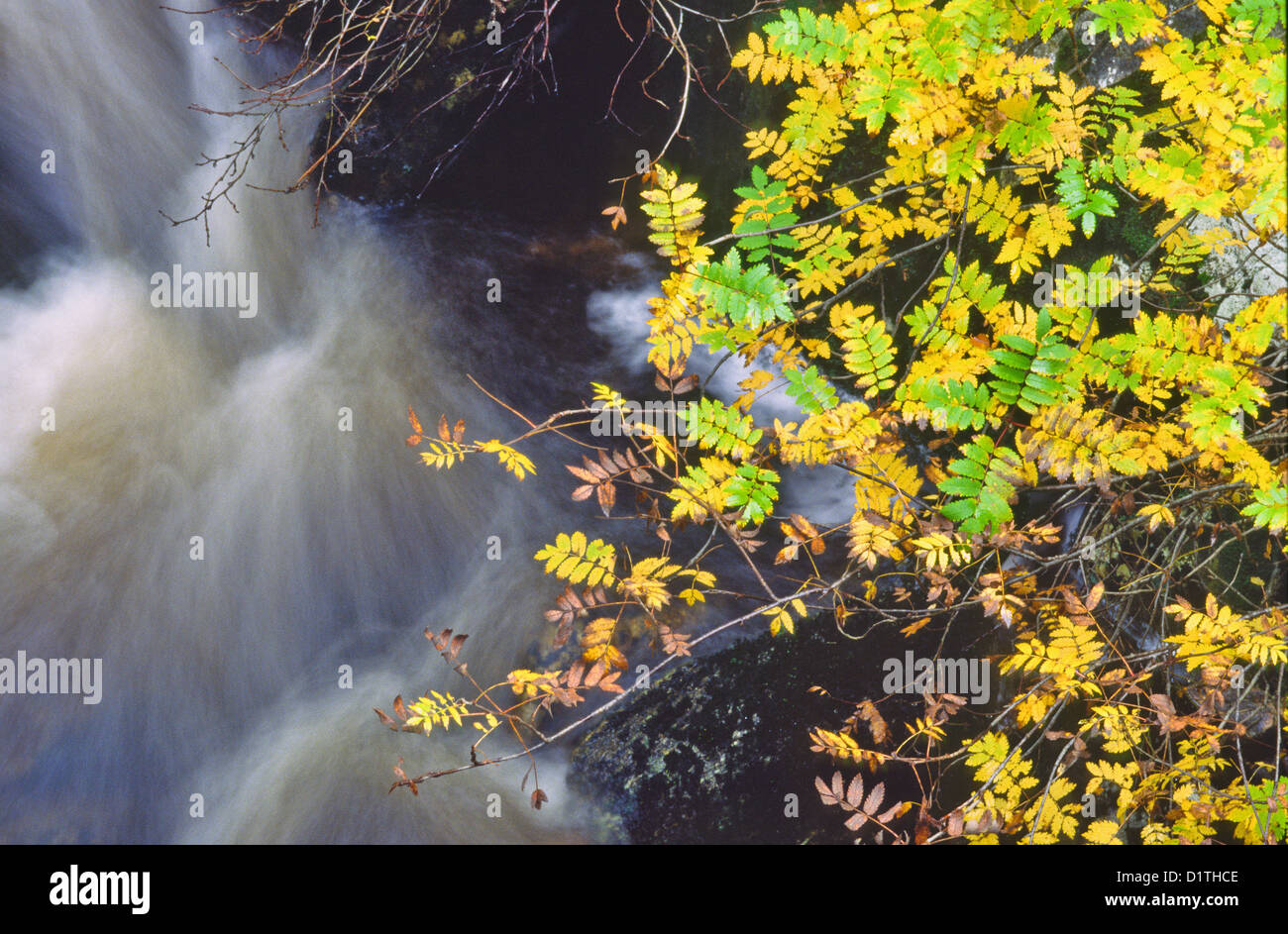 ROWAN TREE LEAVES TURNING COLOUR IN AUTUMN OVER A HIGHLAND STREAM IN ...