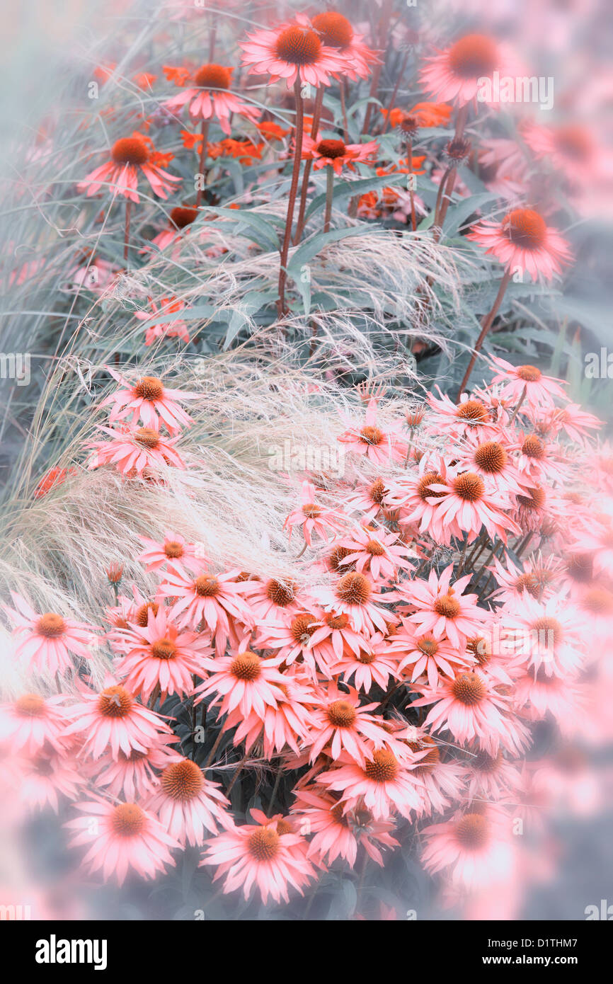 Purple cone flower hi-res stock photography and images - Alamy