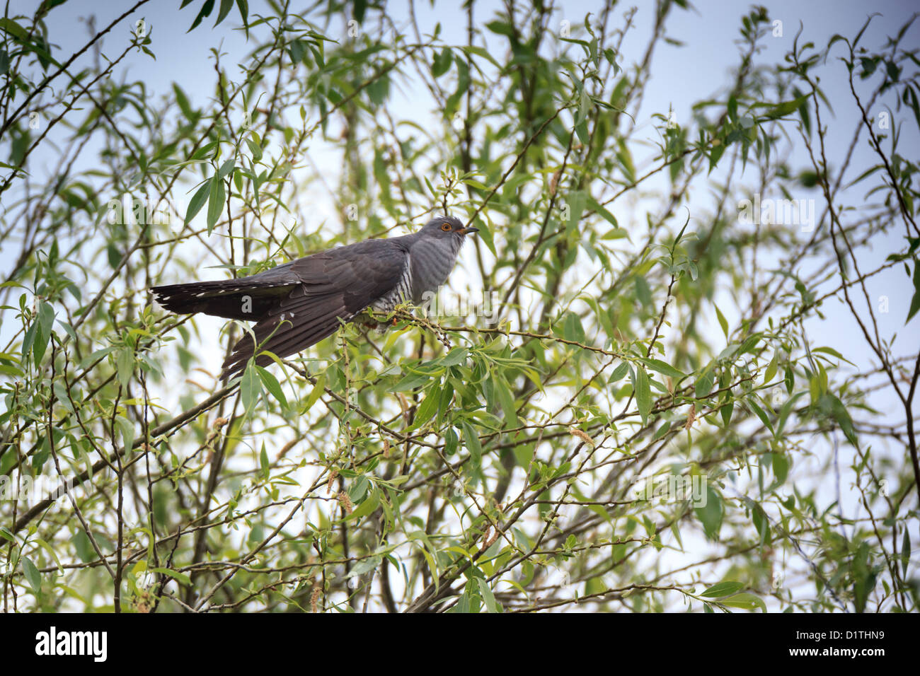 Common Cuckoo, Cuculus canorus Stock Photo - Alamy