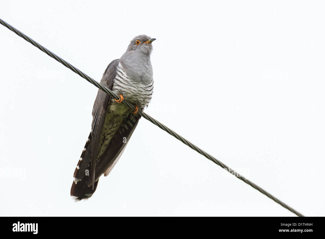 Common cuckoo hi-res stock photography and images - Alamy