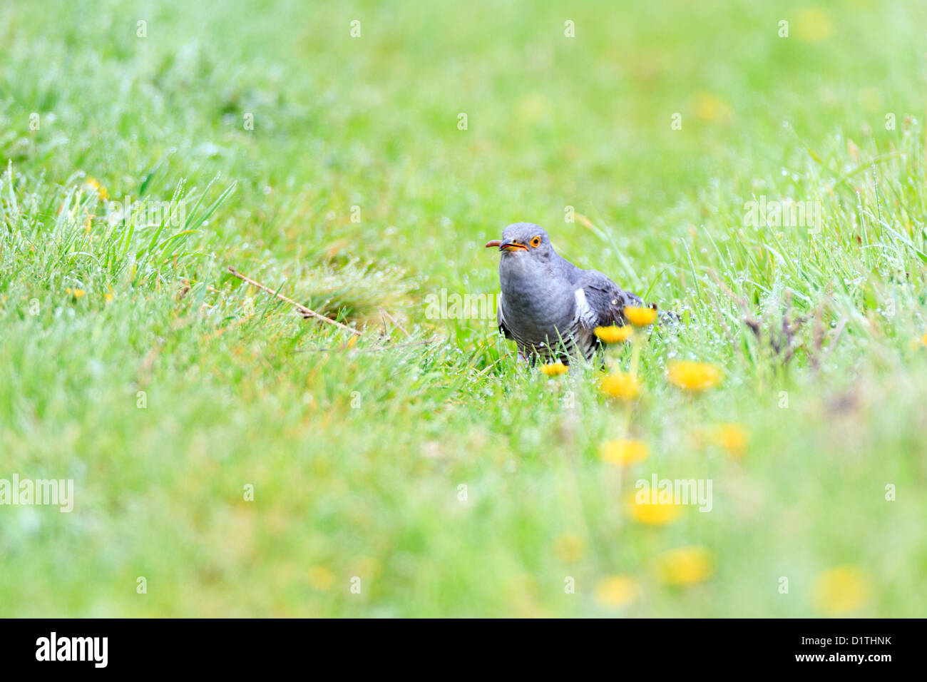 Common Cuckoo, Cuculus canorus Stock Photo - Alamy