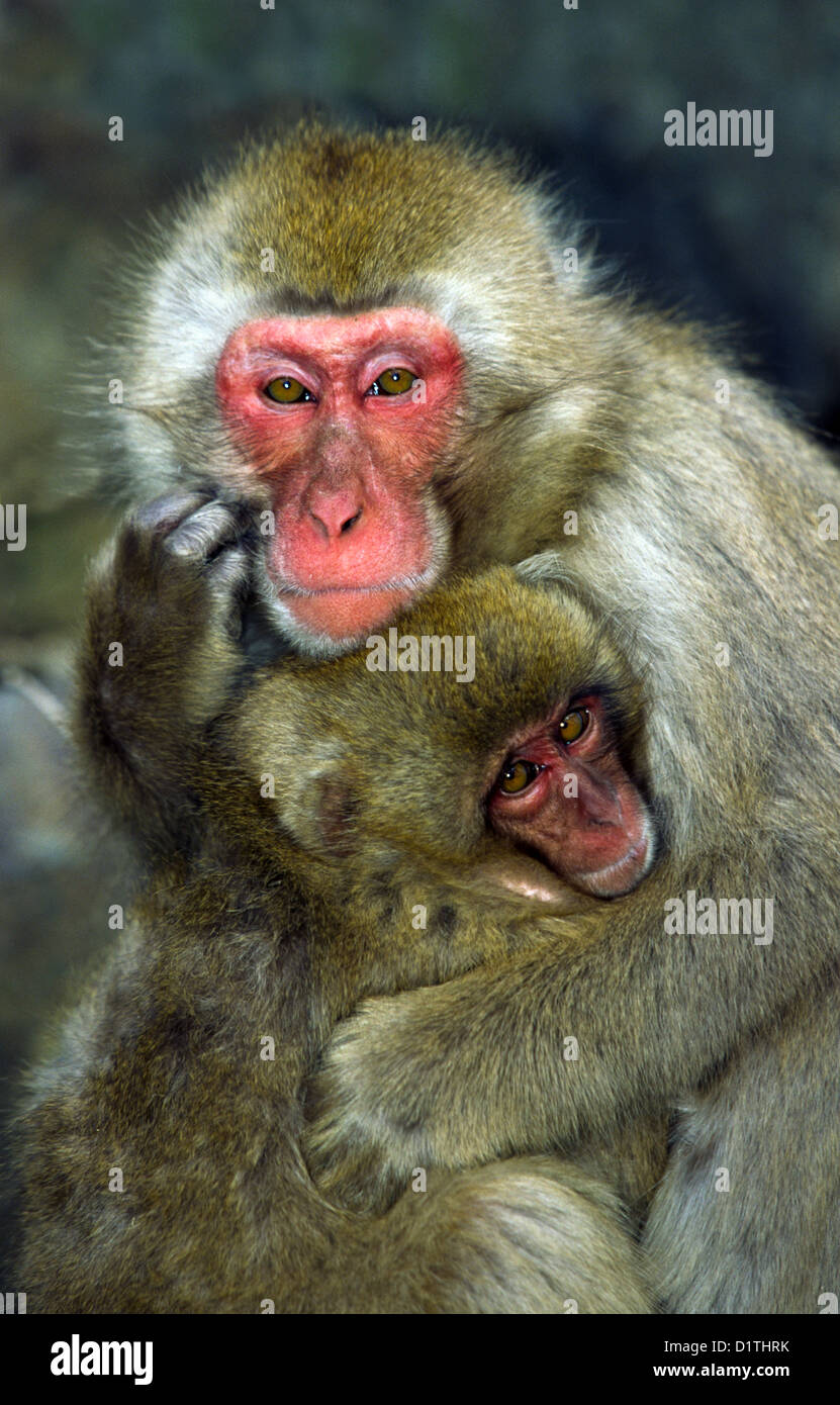 TWO JAPANESE MACAQUES HUDDLE TOGETHER FOR WARMTH IN THE ALPINE WINTER ...