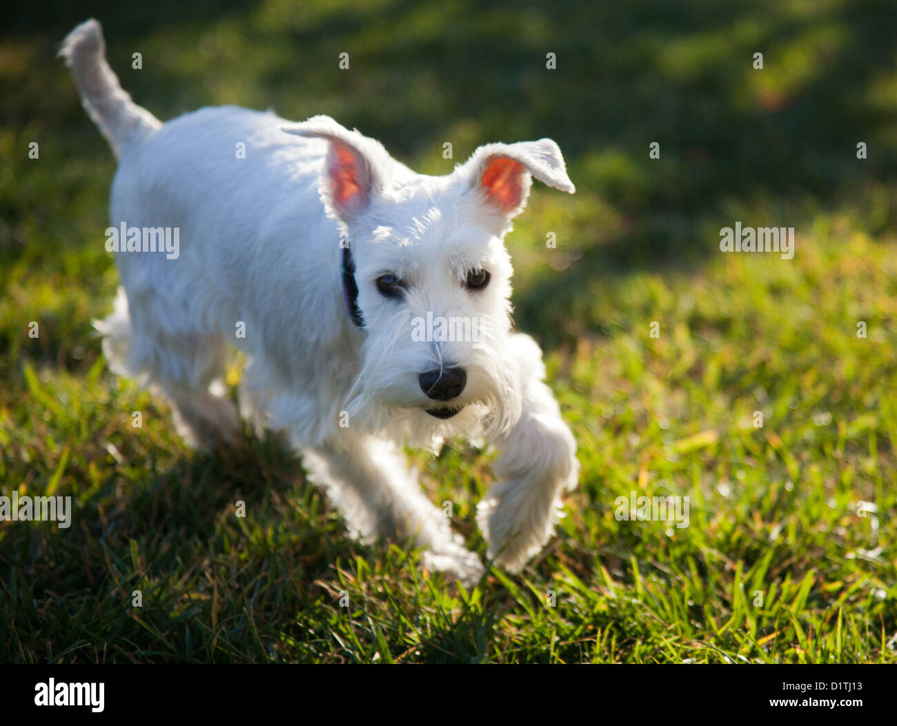 A white schnauzer dog running in the grass Stock Photo - Alamy