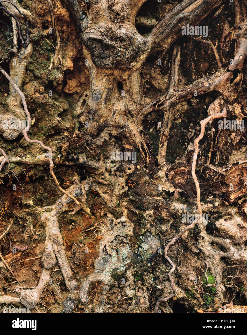 The root-plate of a fallen tree Stock Photo - Alamy