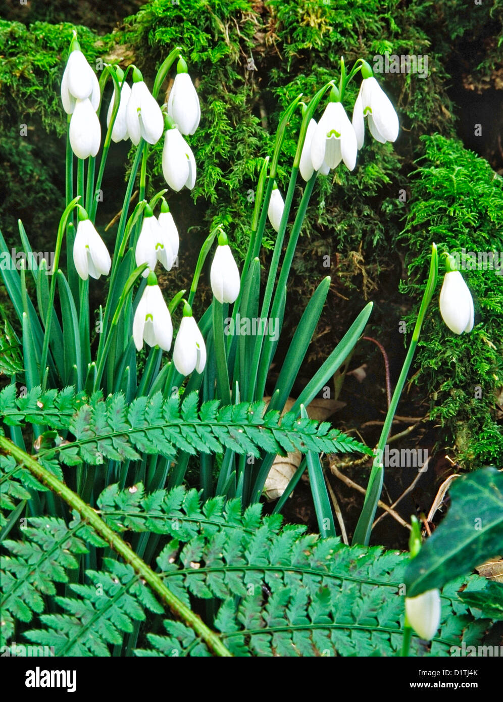 Snowdrop Valley near Wheddon Cross, Exmoor National Park Stock Photo ...