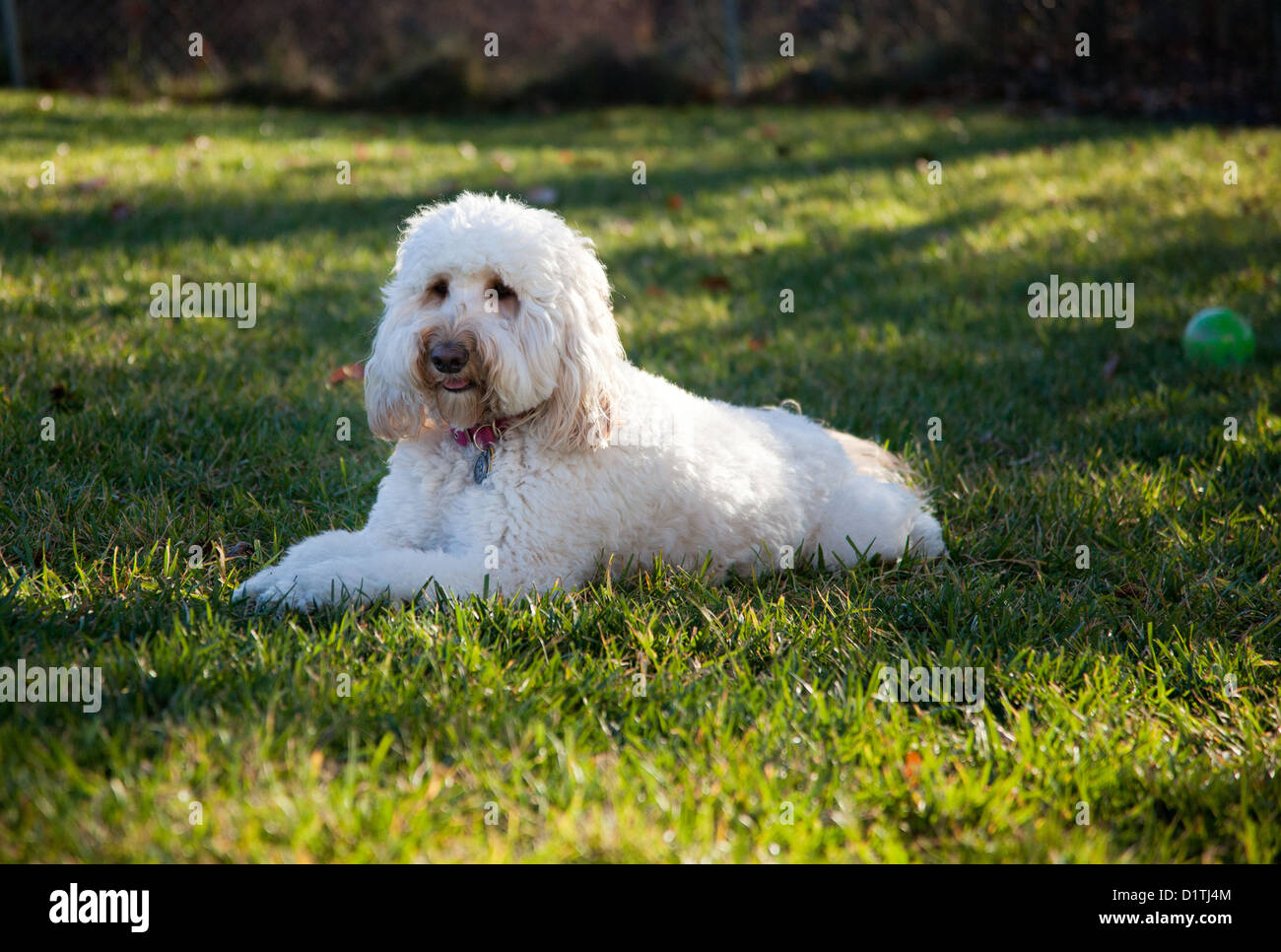 A golden labradoodle dog Stock Photo - Alamy