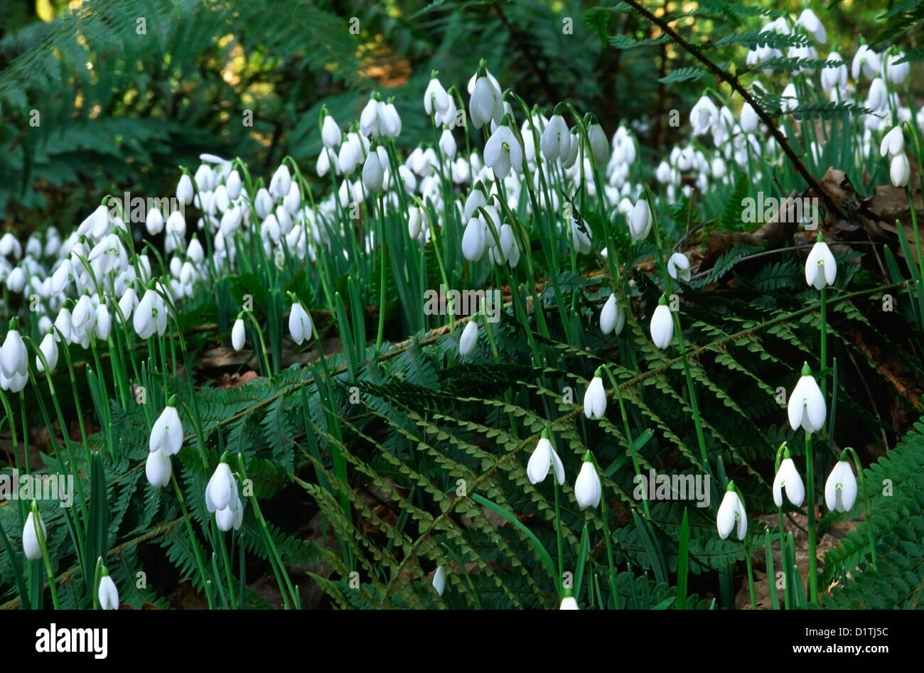 Snowdrop Valley near Wheddon Cross, Exmoor National Park Stock Photo ...