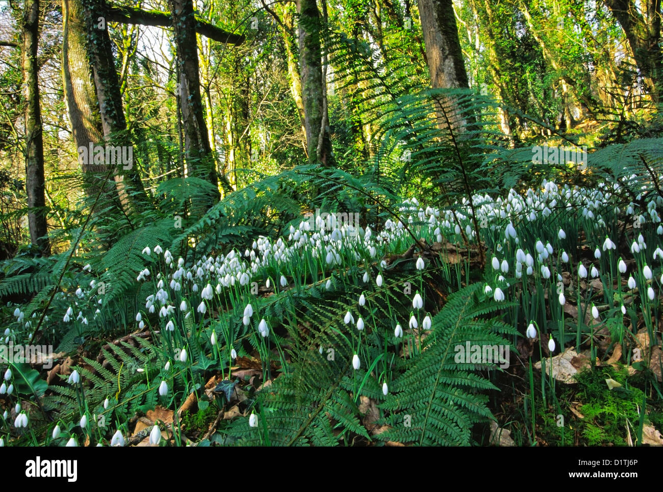 Snowdrop valley somerset hi-res stock photography and images - Alamy