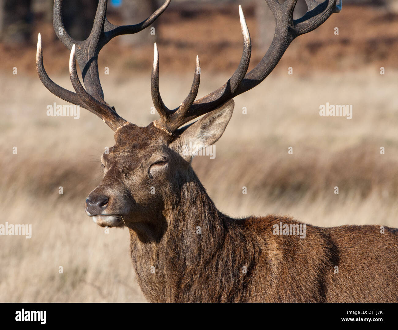 Full set of horns hi-res stock photography and images - Alamy