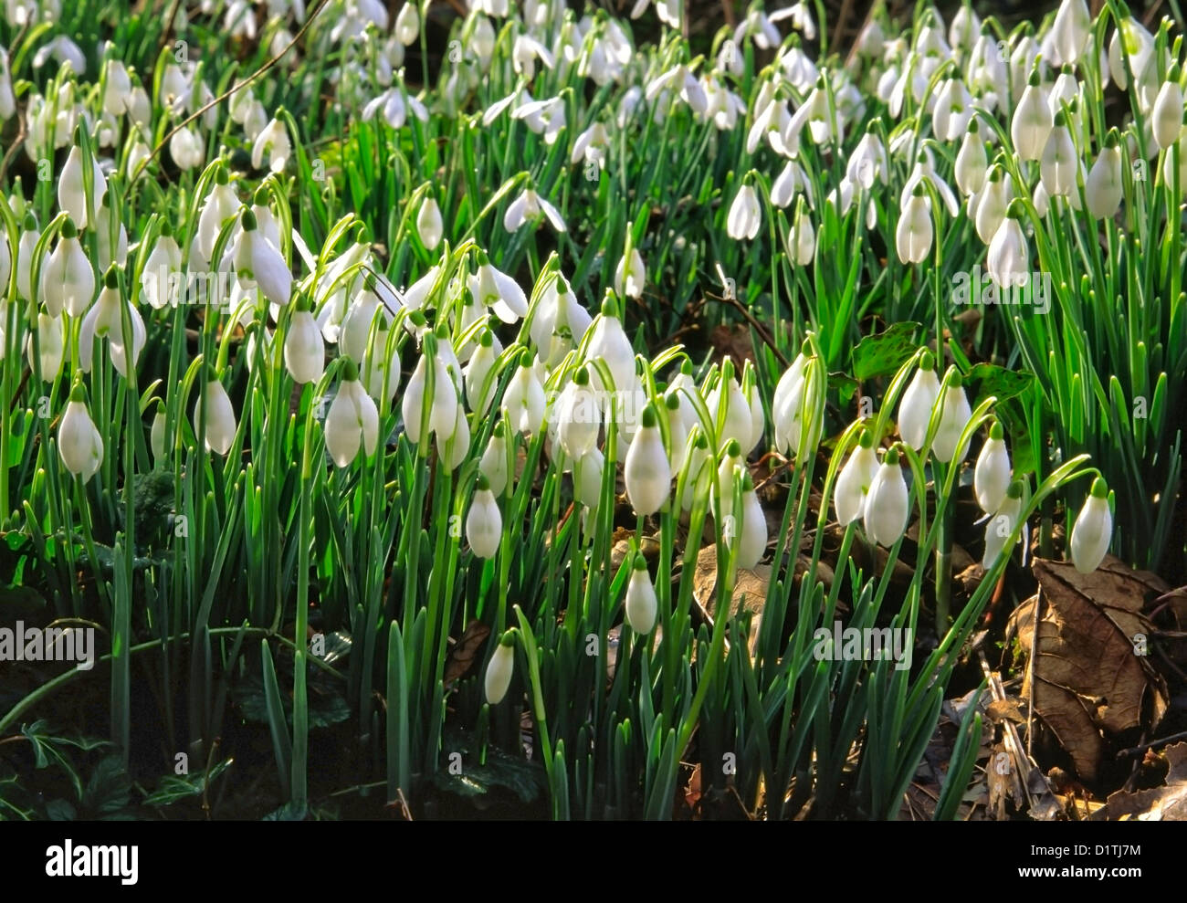 Snowdrop Valley near Wheddon Cross, Exmoor National Park Stock Photo ...