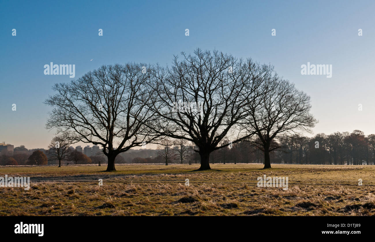 Three leafless oak trees Stock Photo - Alamy