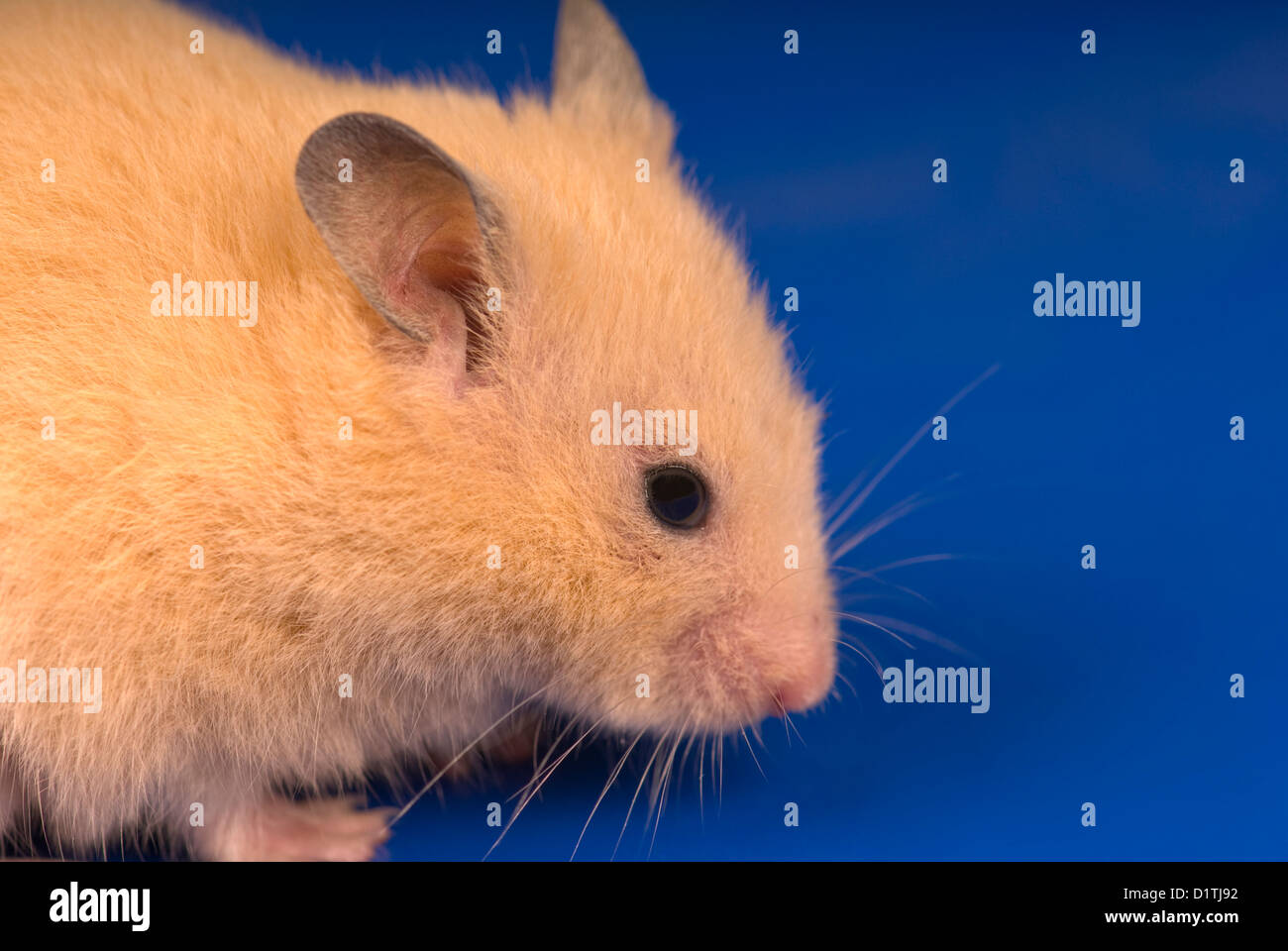 Yellow mouse isolated on blue with copy space Stock Photo - Alamy