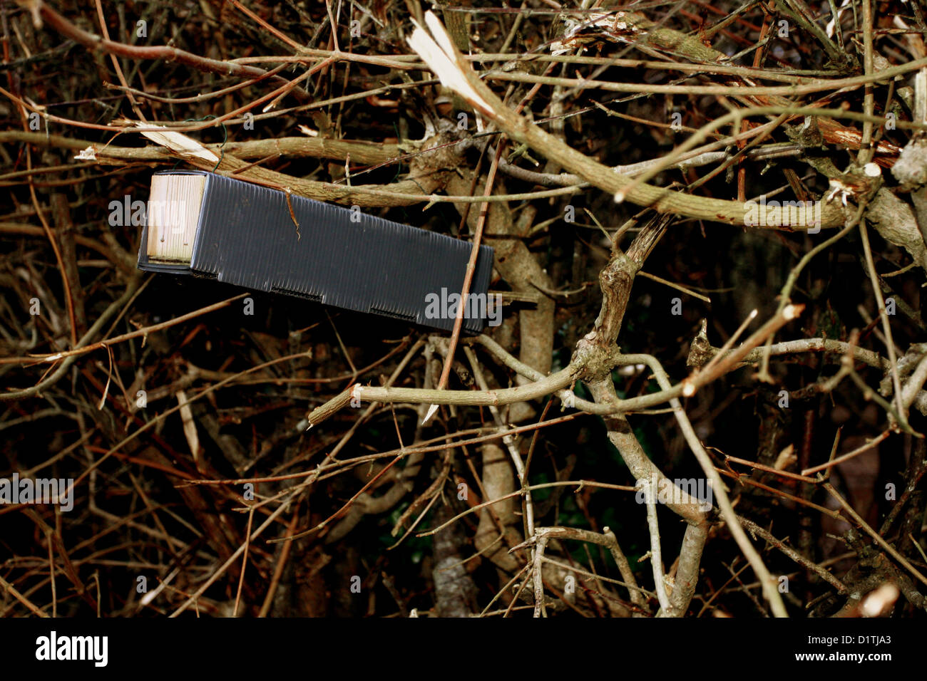 Dormouse nest tube in a bare winters hedge, in Cheddar Somerset ...