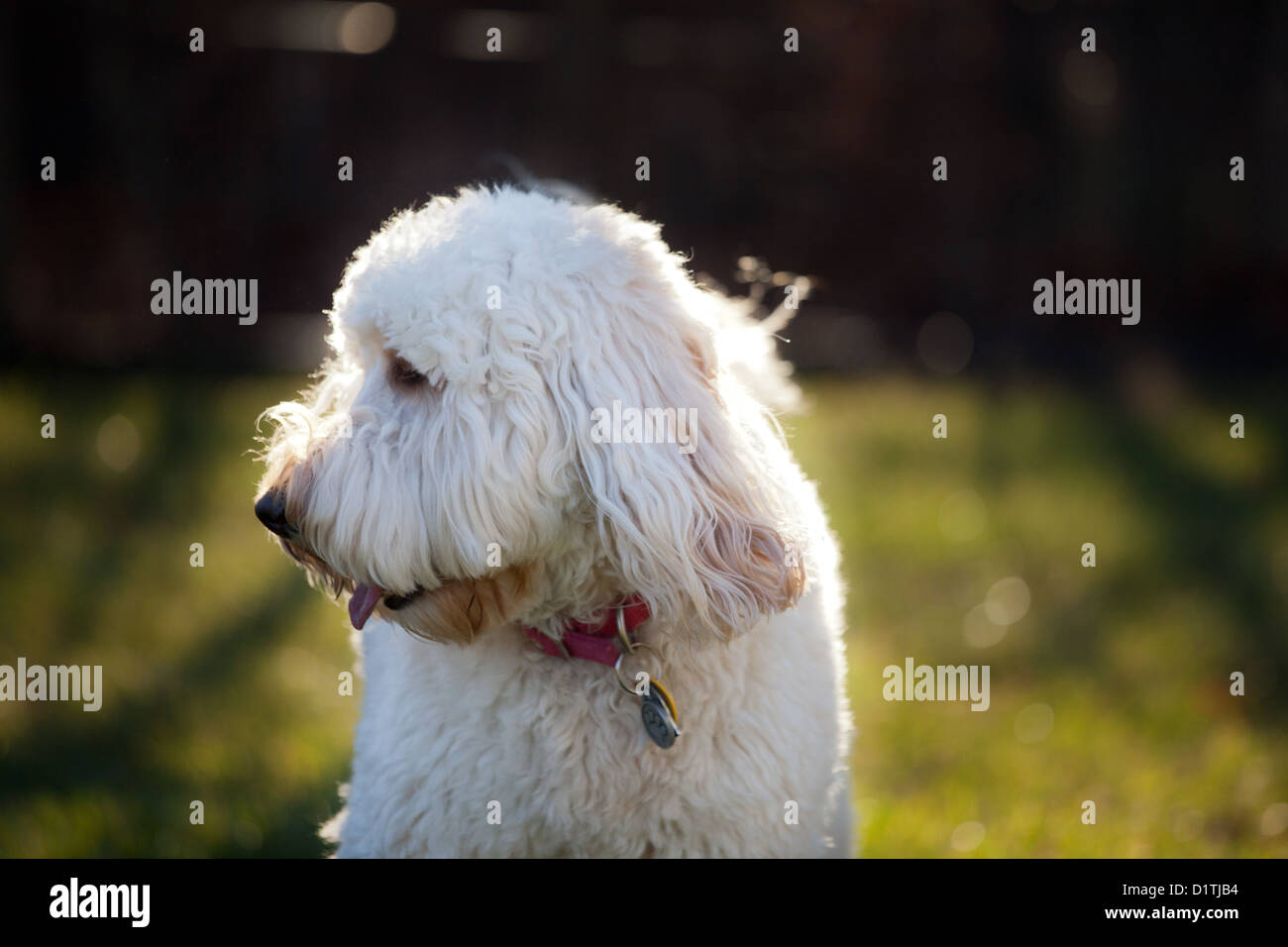 A golden labradoodle dog Stock Photo - Alamy