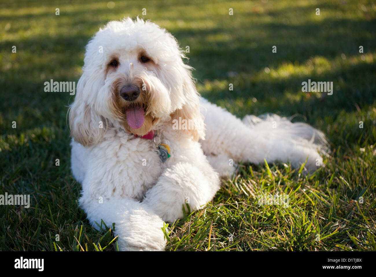 A golden labradoodle dog Stock Photo - Alamy