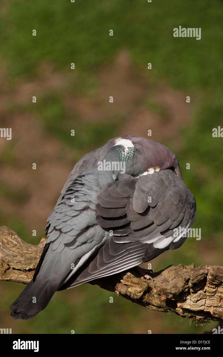 Preening pigeon hi-res stock photography and images - Alamy