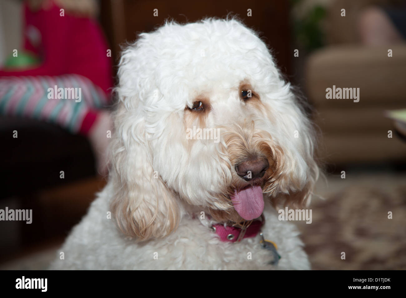 A golden labradoodle dog Stock Photo - Alamy