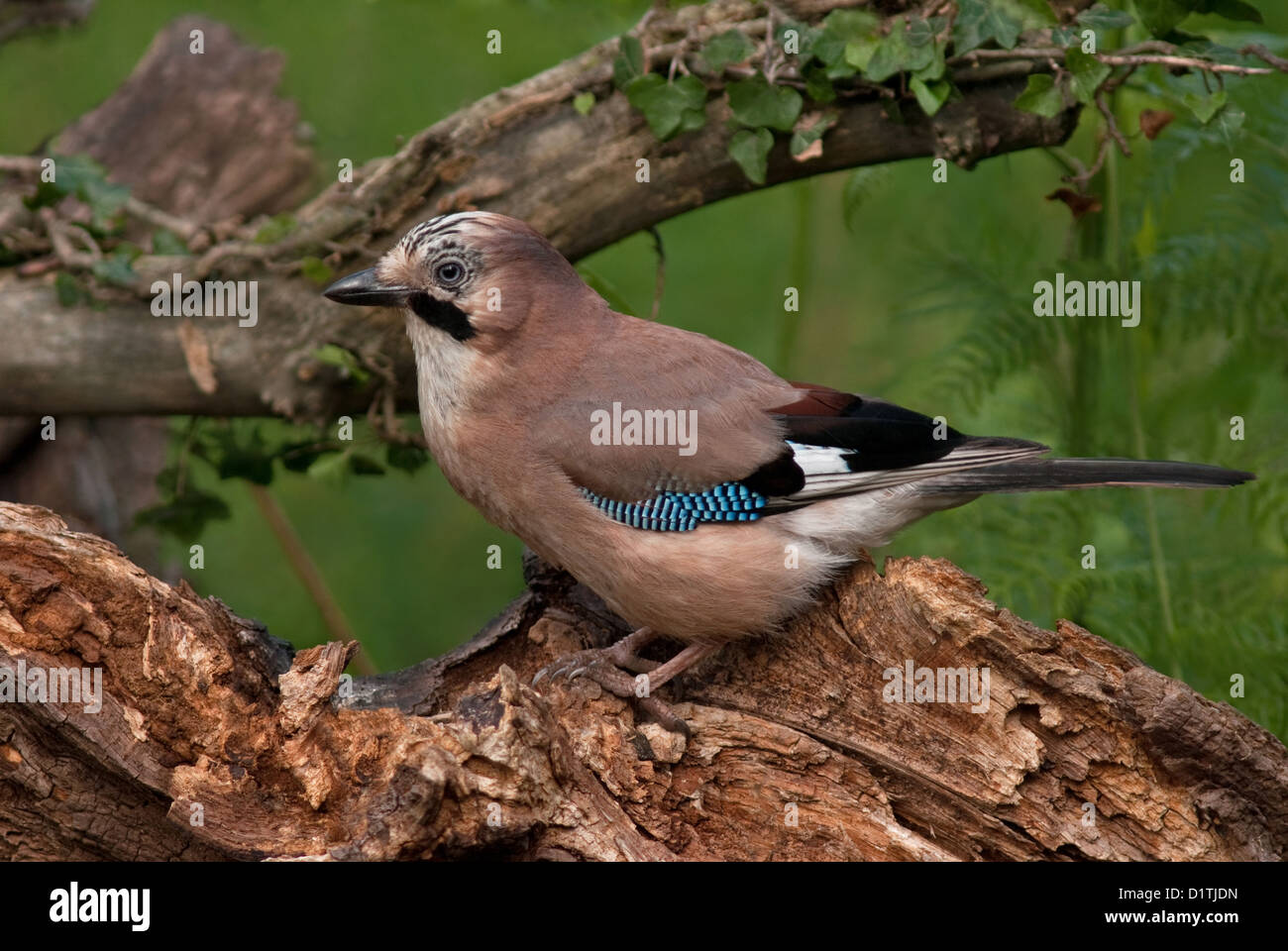 Tree stump perch hi-res stock photography and images - Alamy