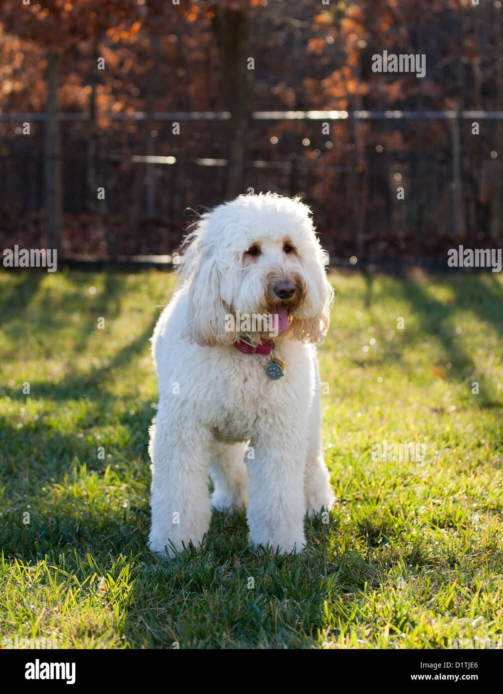A golden labradoodle dog Stock Photo - Alamy