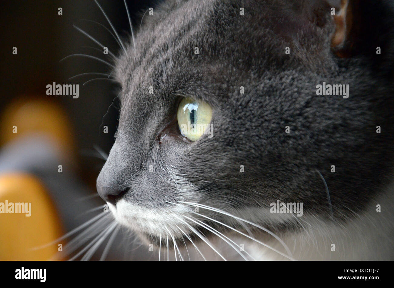 Profile of a cat Stock Photo - Alamy
