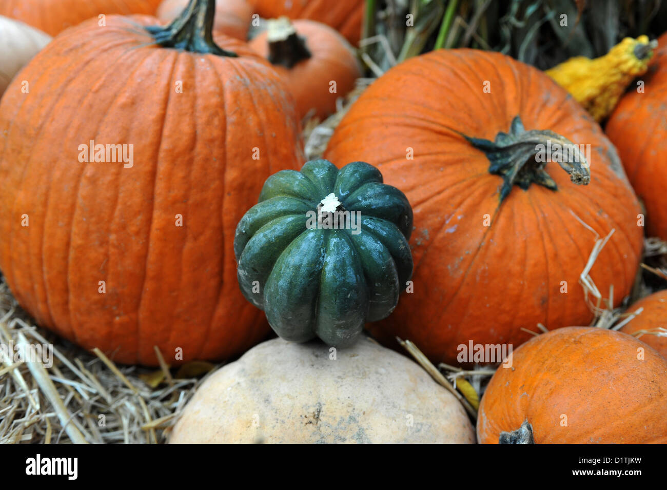 Assorted pumpkins in preparation for Halloween Stock Photo - Alamy