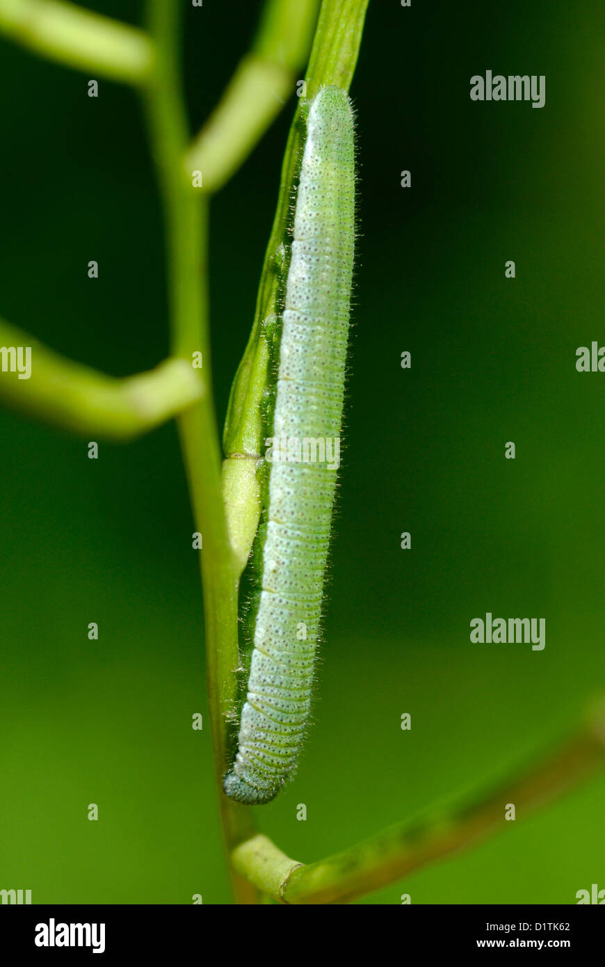 Orange Tip Butterfly Caterpillar Anthocharis Cardamines On Its