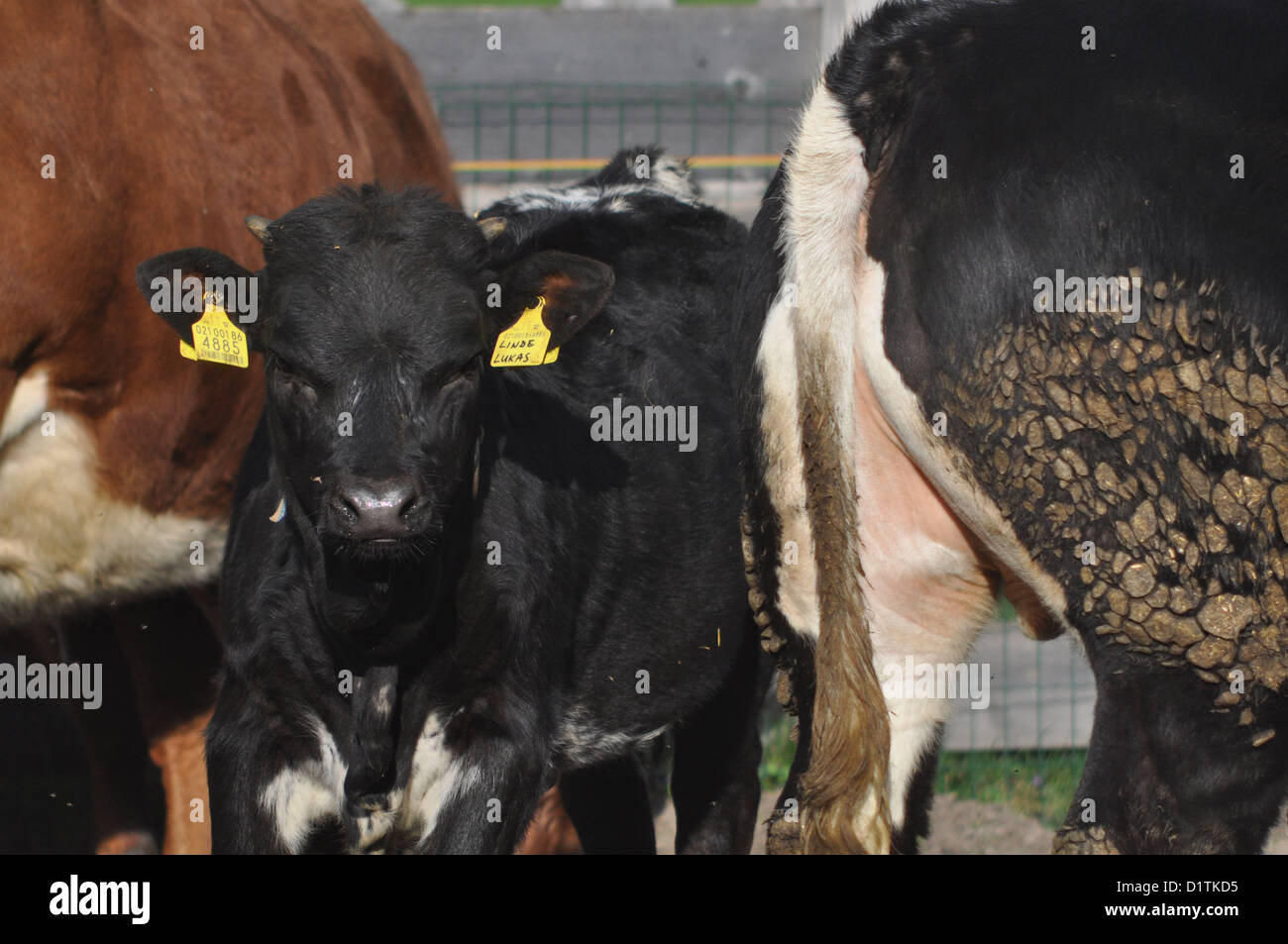 San Vigilio di Marebbe, Italy, bulls Stock Photo - Alamy
