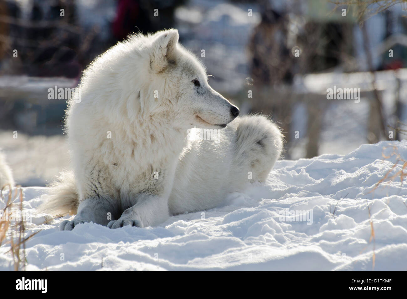 Arctic wolf snow predator hi-res stock photography and images - Alamy