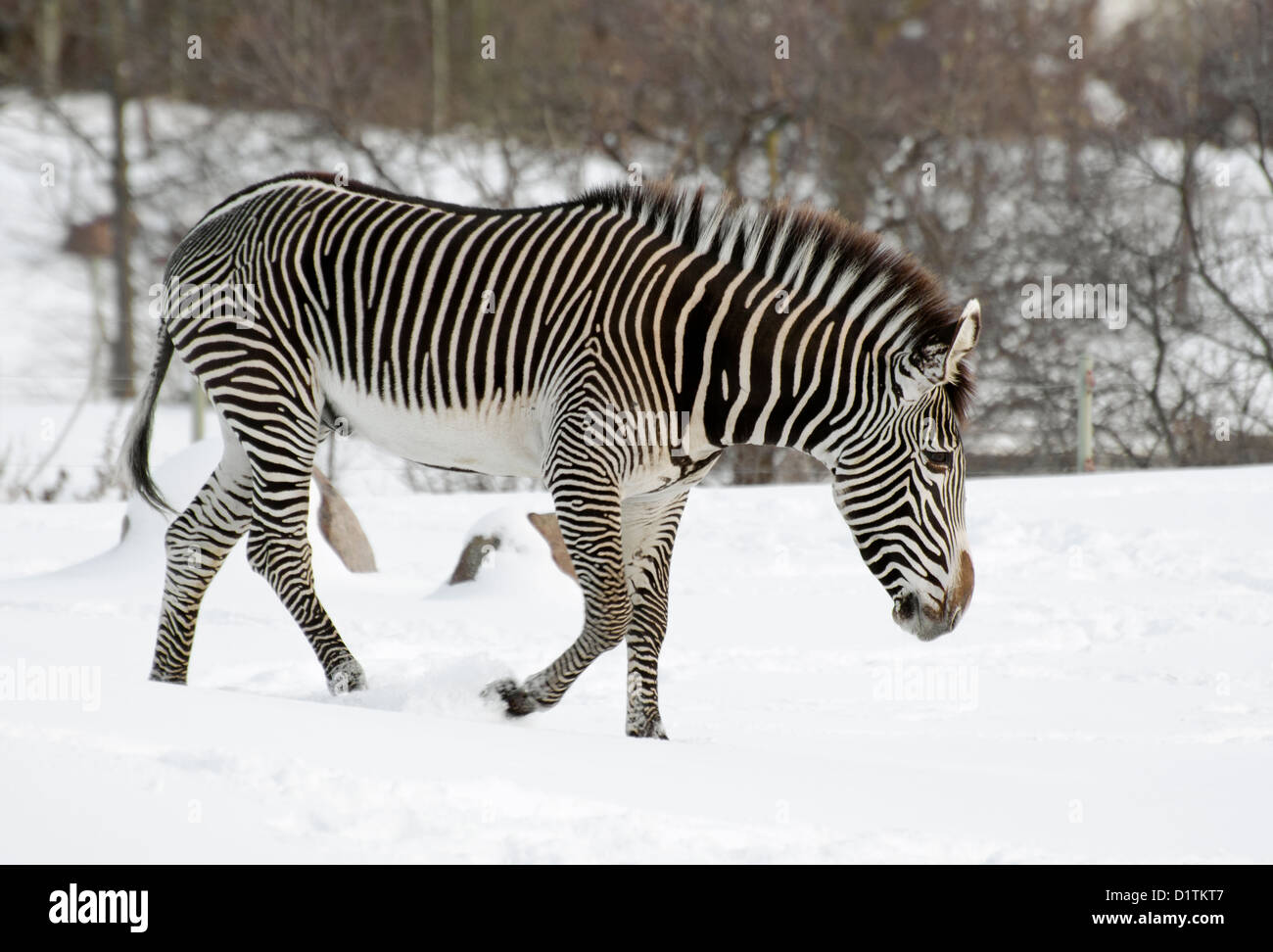 Zebra cold hi-res stock photography and images - Alamy