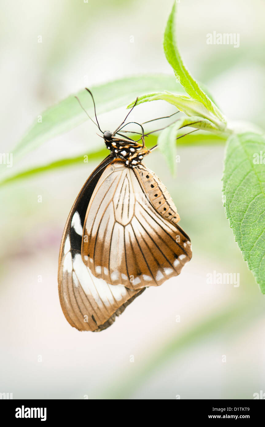 Female Mocker Swallowtail Butterfly, Papilio dardanus at rest Stock ...