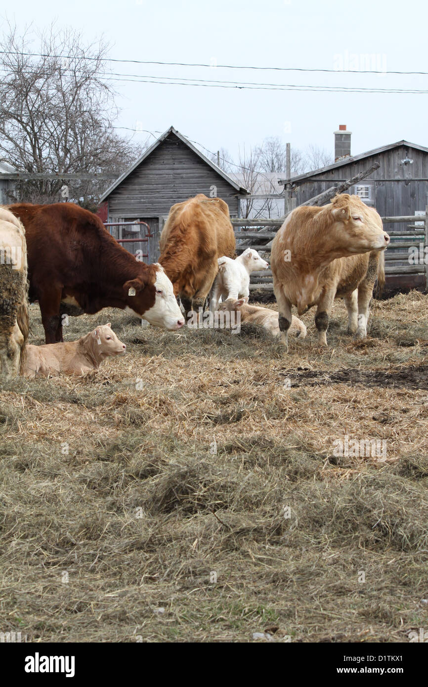 Adult cows hi-res stock photography and images - Alamy