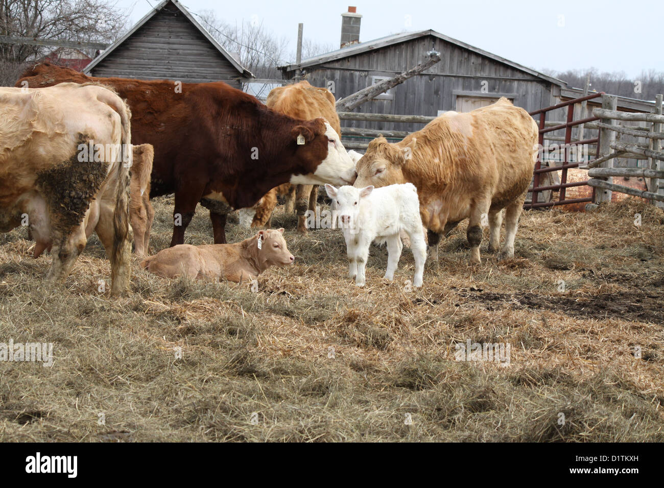 Adult cows hi-res stock photography and images - Alamy
