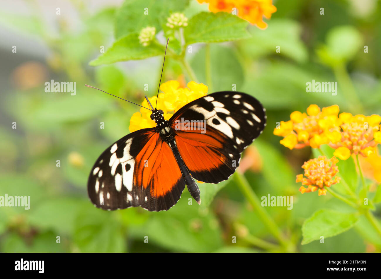 Exotic butterfly in the Birmingham Botanical Gardens butterfly house ...