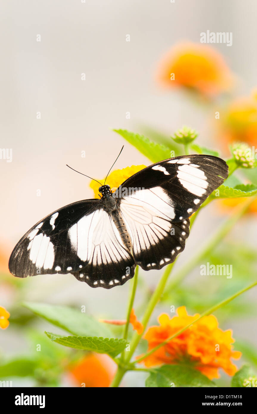 Female Mocker Swallowtail Butterfly, Papilio dardanus Stock Photo - Alamy