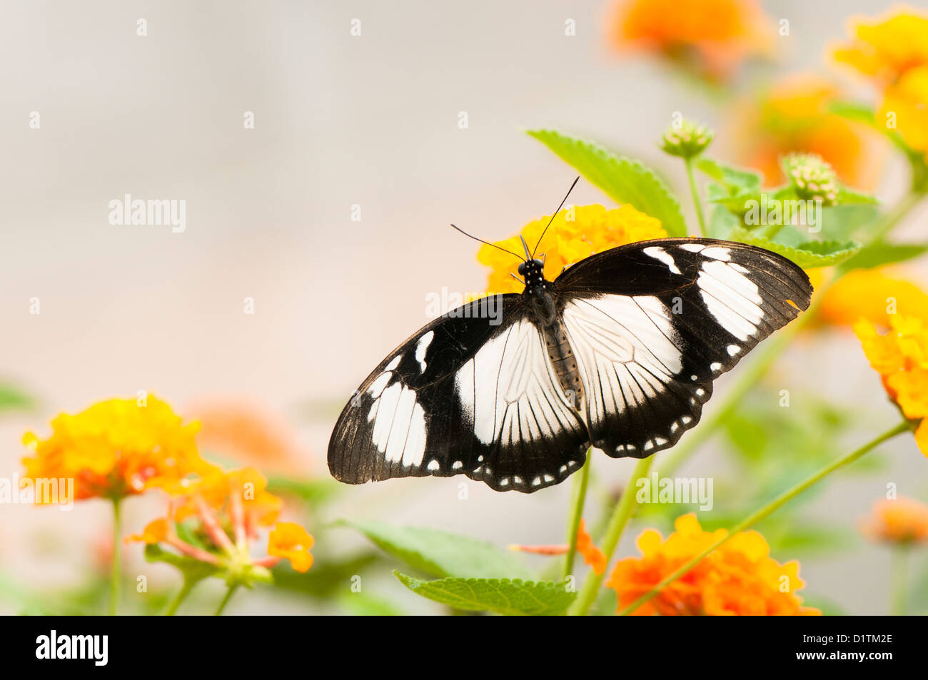 Female Mocker Swallowtail Butterfly, Papilio dardanus Stock Photo - Alamy