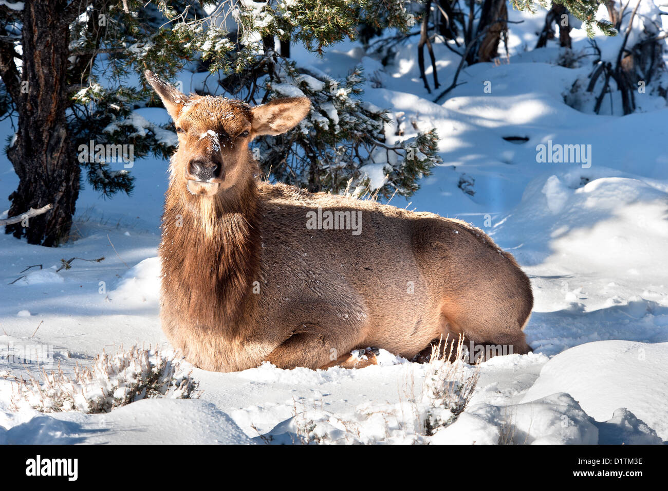 An elk sits in the snow to rest in between feeding cycles. Image shot ...